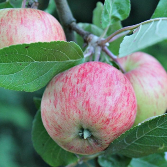 Õunapuu Pirja – Arli puukool | Viljapuud ja -põõsad, ilupuud, marjataimed