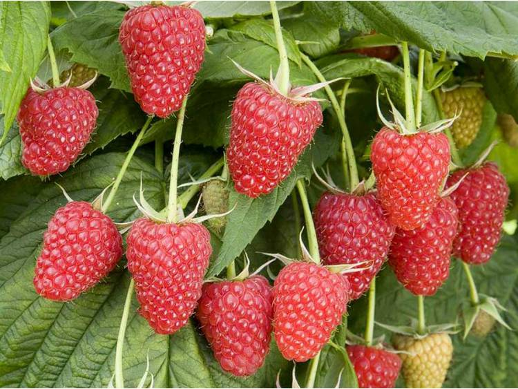 Vaarikas Laszka – Arli puukool | Vaarikataimed, maasikataimed