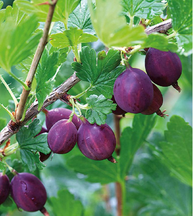 Karusmari Lepaan Punainen – Arli puukool | Karusmarjad, karussõstrad