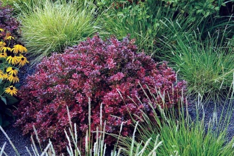 Thunbergi kukerpuu Atropurpurea Nana – Arli puukool | Viljapuud