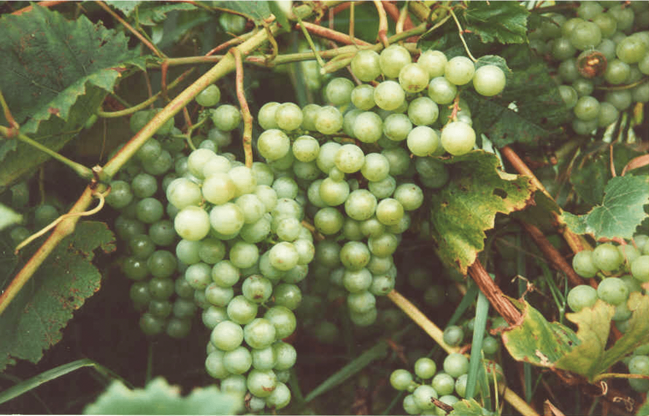 Viinapuu Supaga – Arli puukool | Viljapuud ja -põõsad, ilupuud